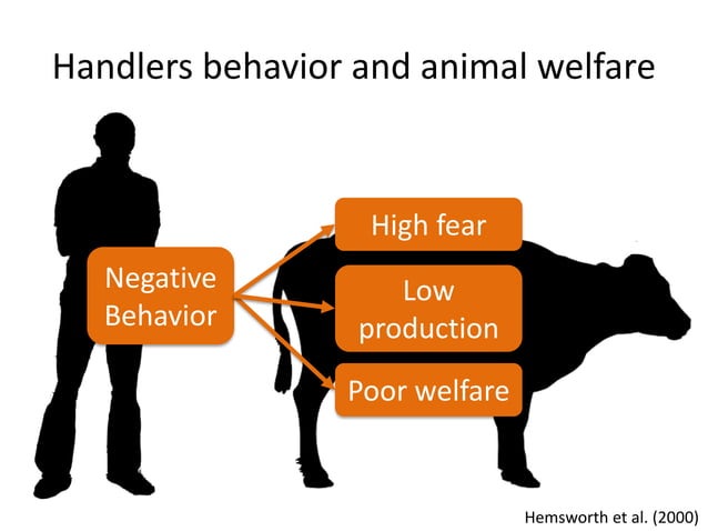 The Importance of Good Handling Skills for Dairy Cows | PPTX