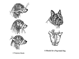 Handling_Restraining_Dogs_Cats.pdf