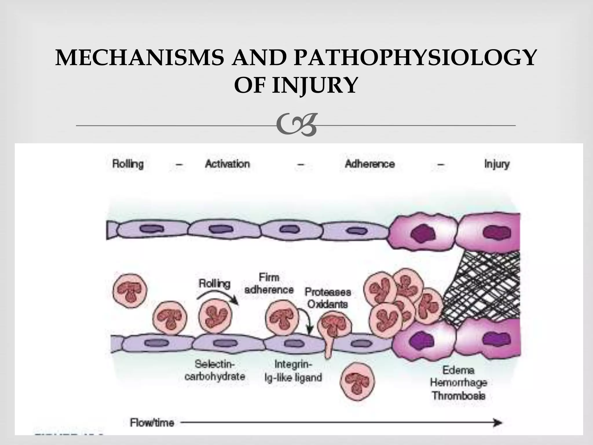 Mangled upper extremity.pptx
