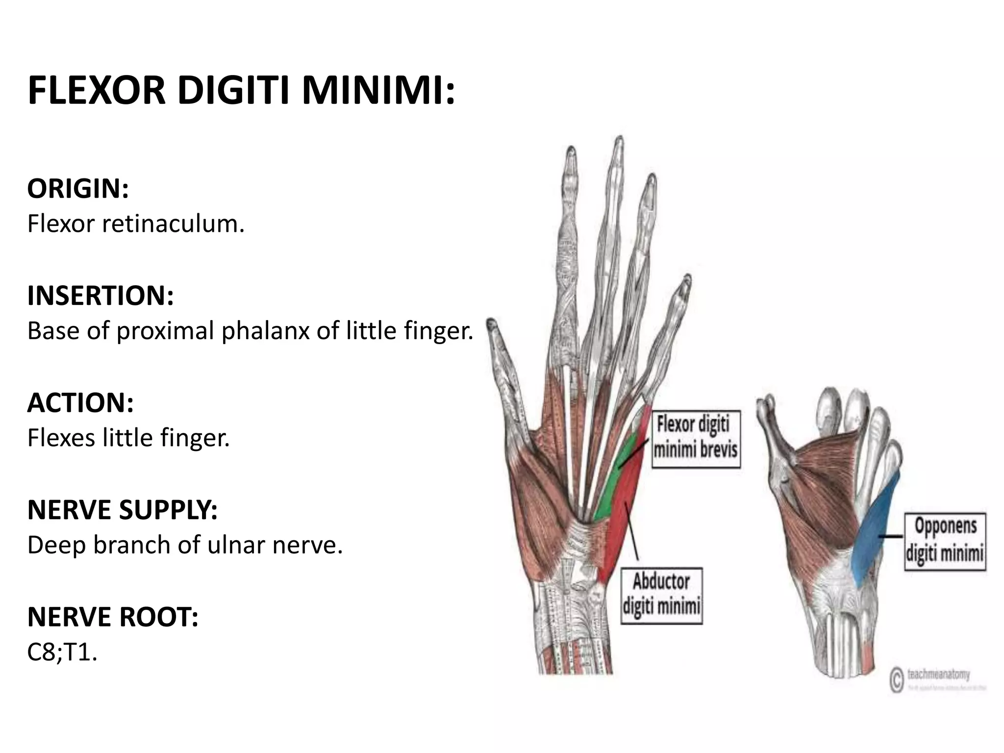 Hand muscles | PPTX