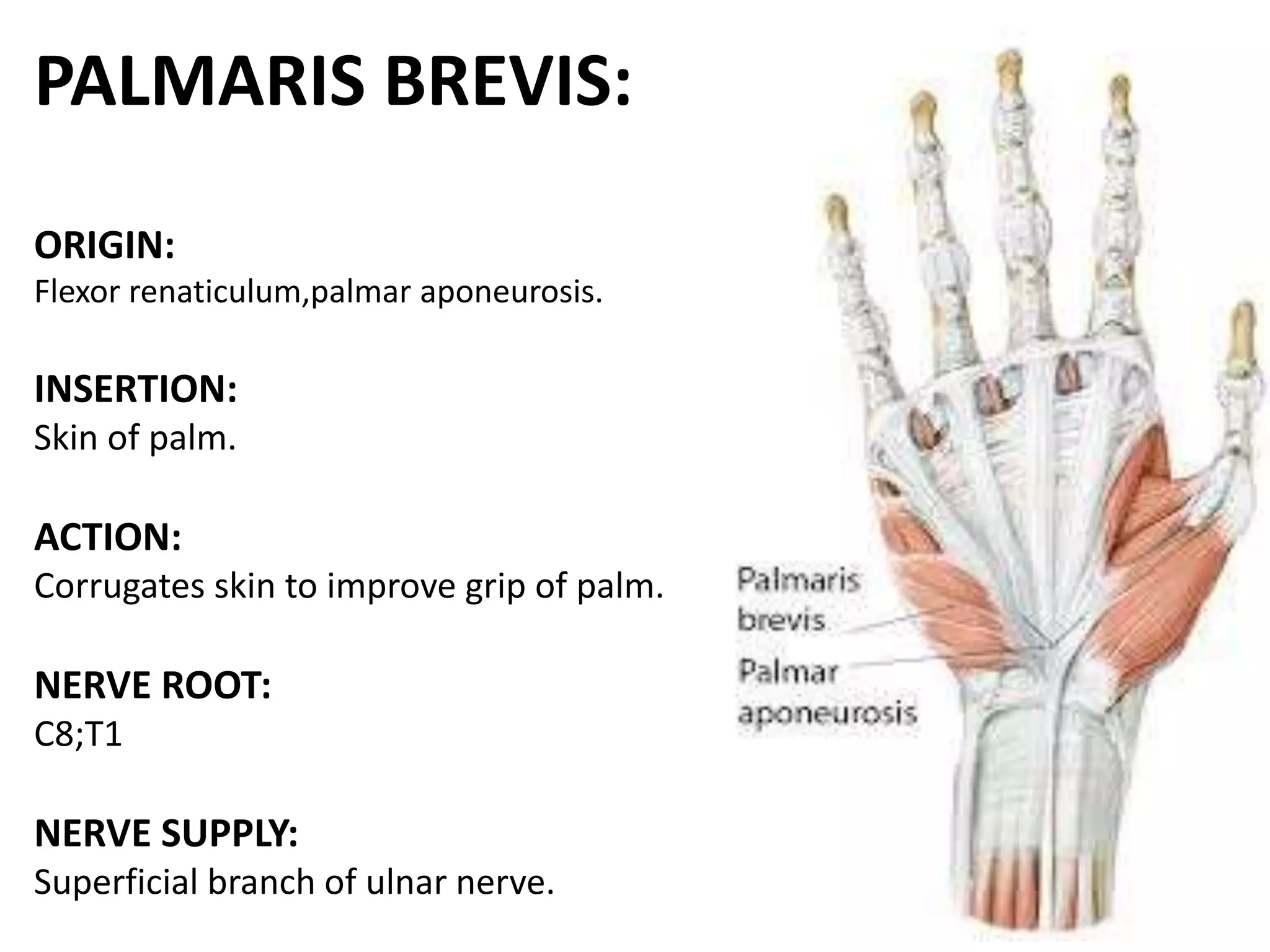 Hand muscles | PPTX