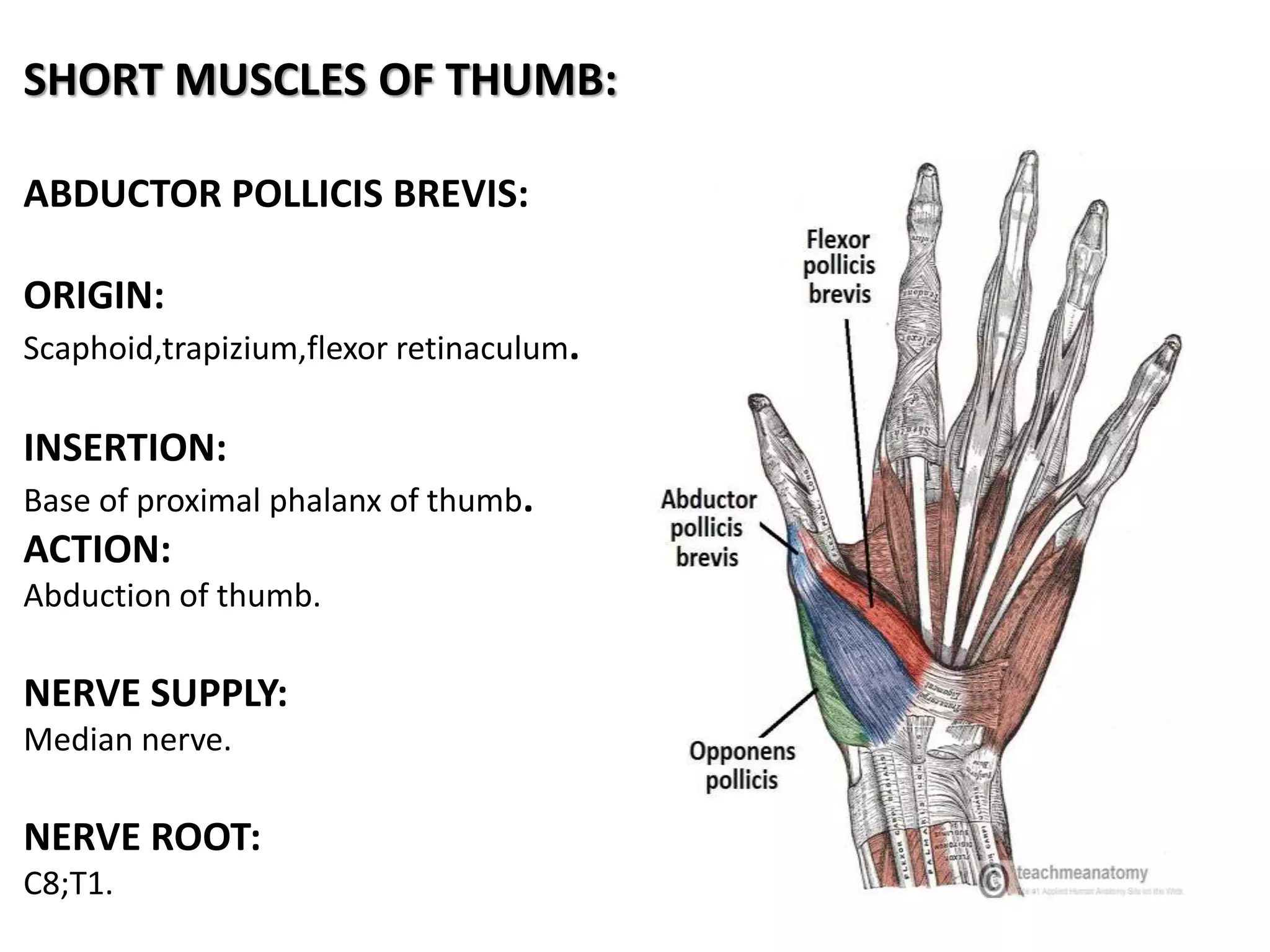 Hand muscles | PPTX