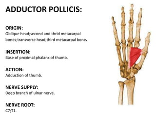 Hand muscles | PPTX