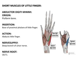 Hand muscles | PPTX