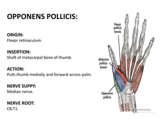 Hand muscles | PPTX