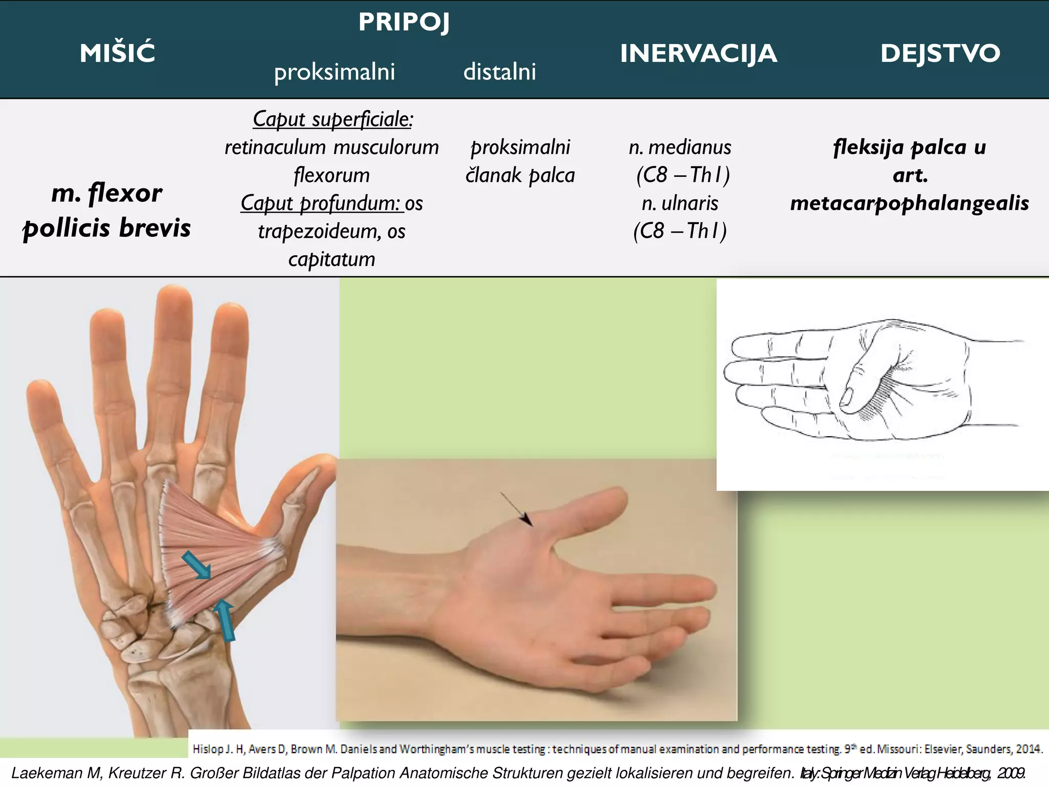 Manuelni misicni test - Misici sake - Hand muscle testing | PDF