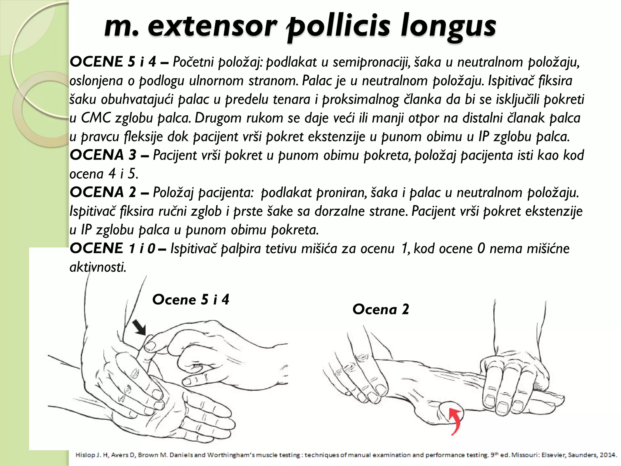 Manuelni misicni test - Misici sake - Hand muscle testing | PDF