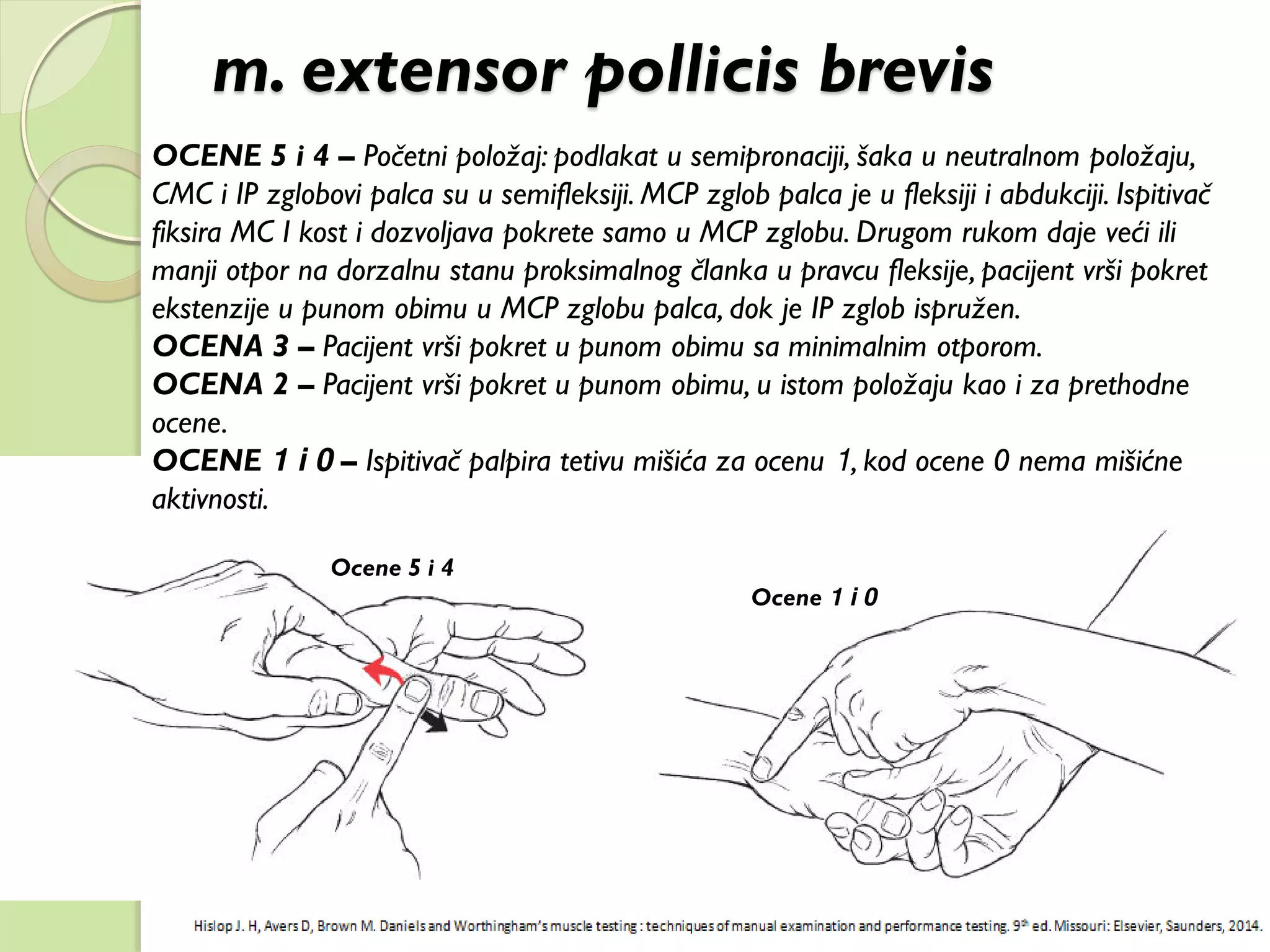Manuelni misicni test - Misici sake - Hand muscle testing | PDF