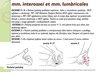 Manuelni misicni test - Misici sake - Hand muscle testing | PDF