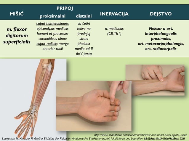 Manuelni misicni test - Misici sake - Hand muscle testing