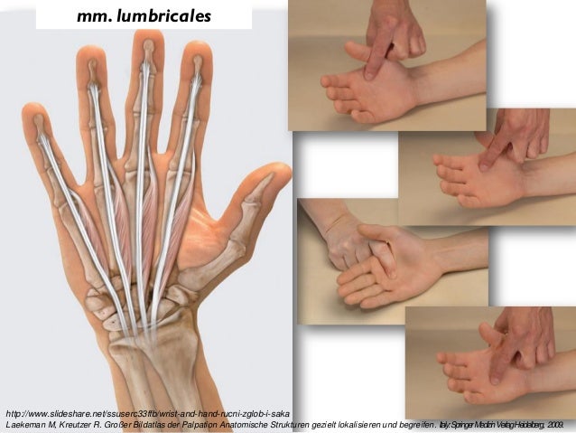 Manuelni misicni test - Misici sake - Hand muscle testing