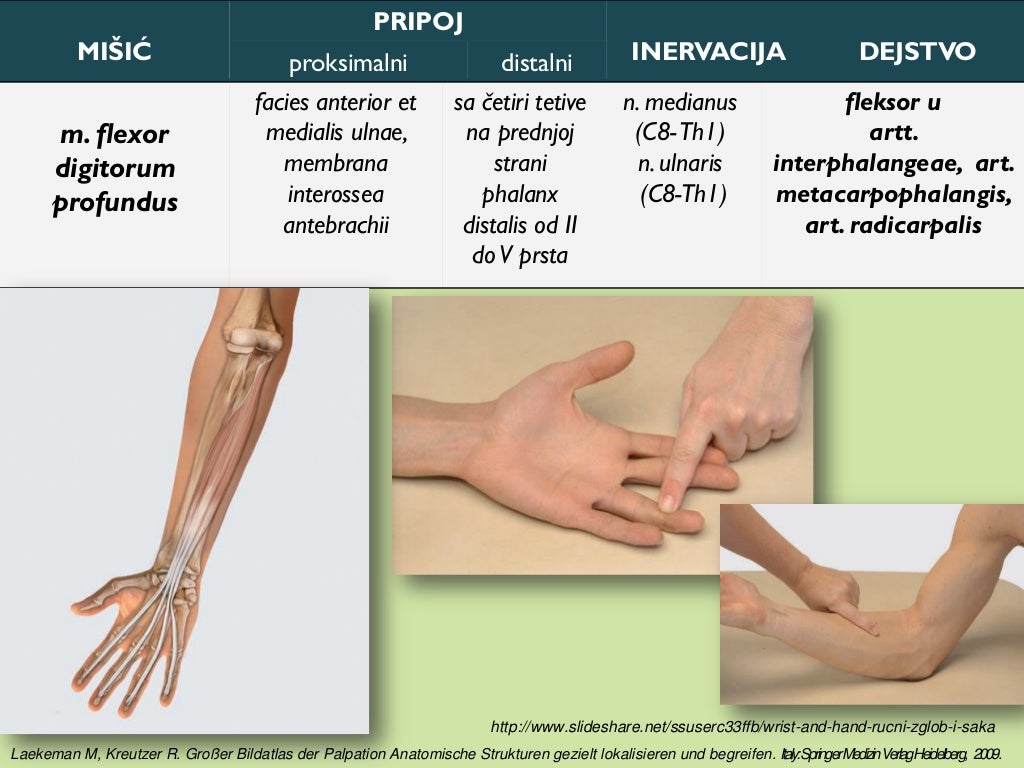 Manuelni misicni test - Misici sake - Hand muscle testing