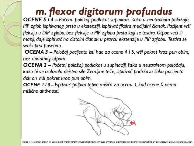 Manuelni misicni test - Misici sake - Hand muscle testing