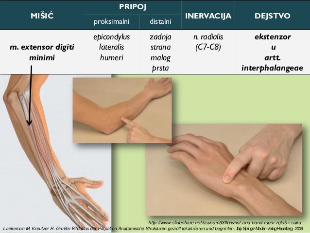 Manuelni misicni test - Misici sake - Hand muscle testing