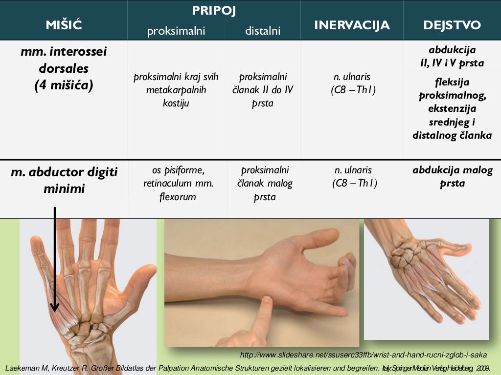 Manuelni misicni test - Misici sake - Hand muscle testing
