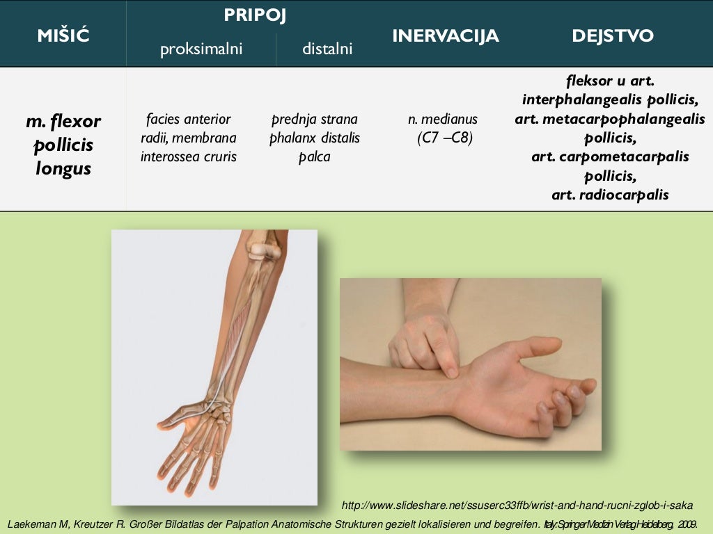 Manuelni misicni test - Misici sake - Hand muscle testing
