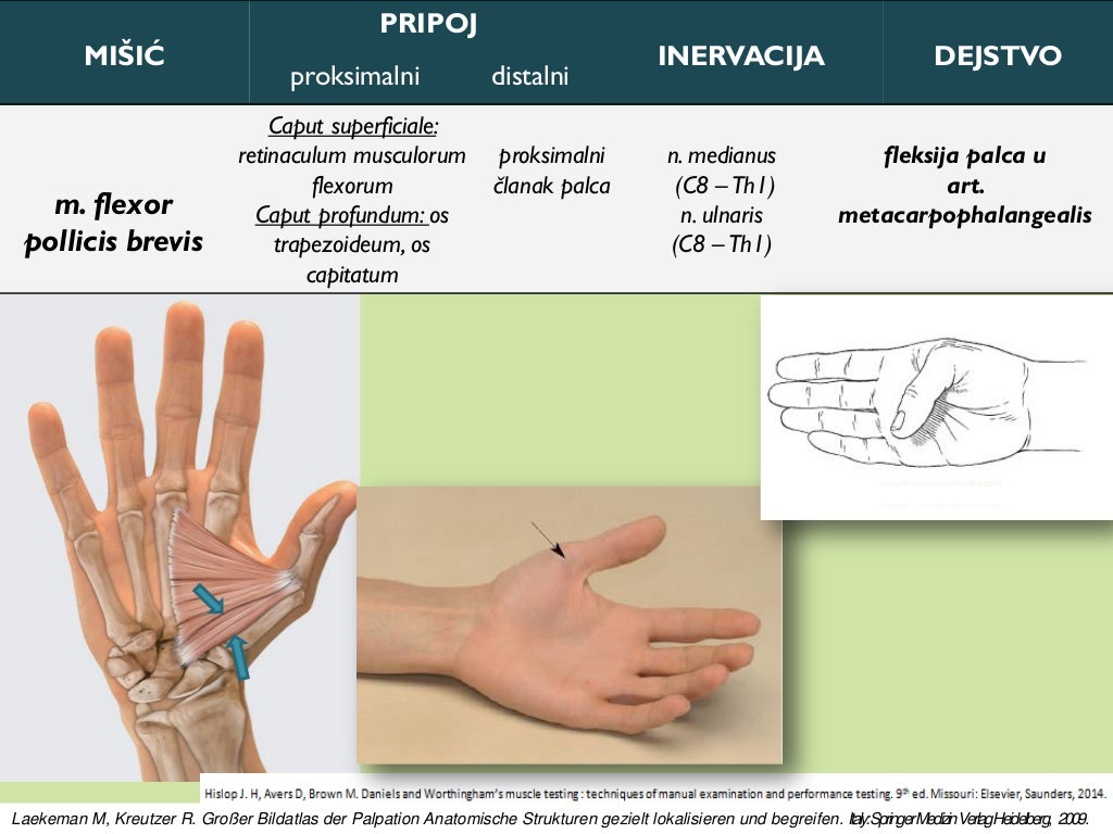 Manuelni misicni test - Misici sake - Hand muscle testing