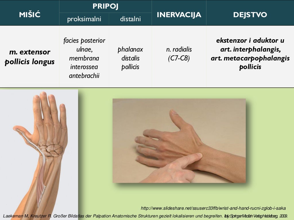 Manuelni misicni test - Misici sake - Hand muscle testing