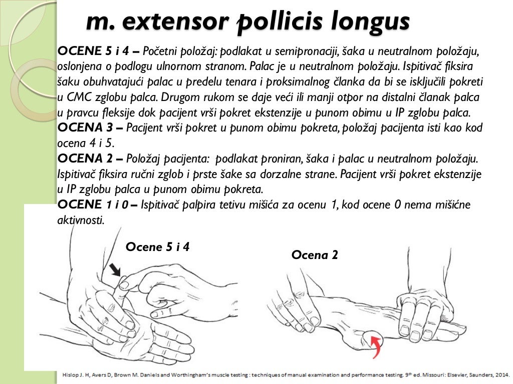 Manuelni misicni test - Misici sake - Hand muscle testing