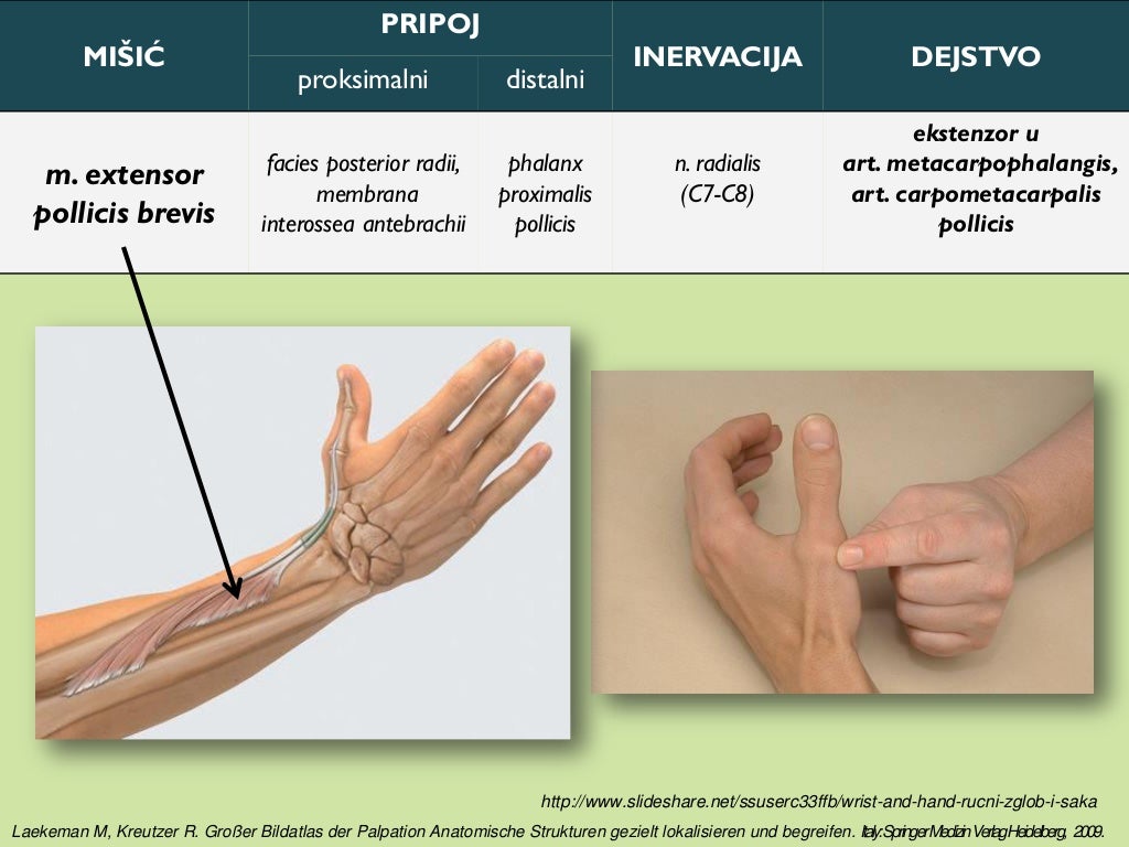 Manuelni misicni test - Misici sake - Hand muscle testing