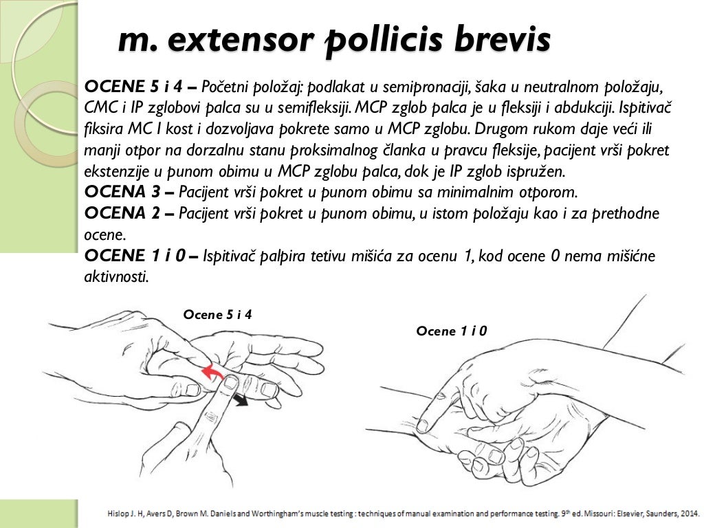 Manuelni misicni test - Misici sake - Hand muscle testing