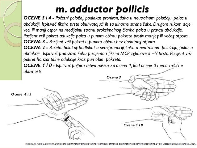 Manuelni misicni test - Misici sake - Hand muscle testing