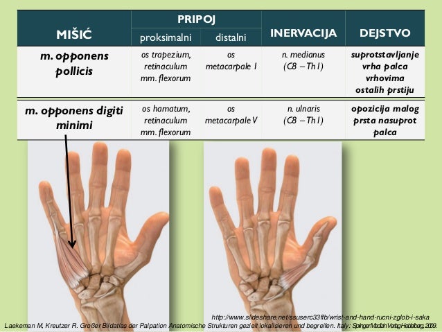 Manuelni misicni test - Misici sake - Hand muscle testing