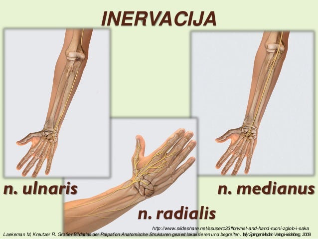 Manuelni misicni test - Misici sake - Hand muscle testing