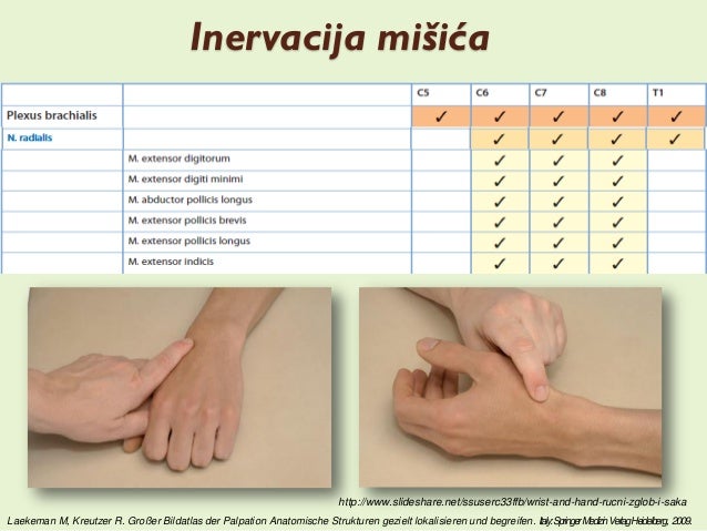 Manuelni misicni test - Misici sake - Hand muscle testing