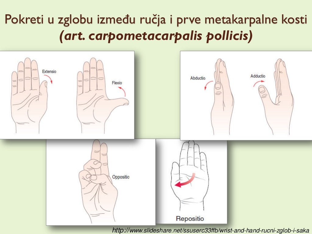 Manuelni misicni test - Misici sake - Hand muscle testing