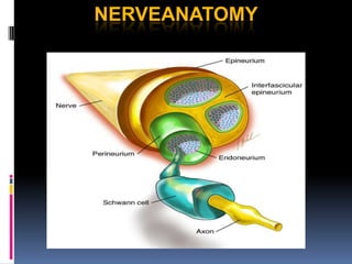 Hand nerve repair | PPTX