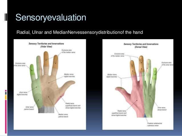 radial digital nerve index finger