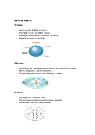 Handout sobre as Fases da Mitose Patologia geral.pdf