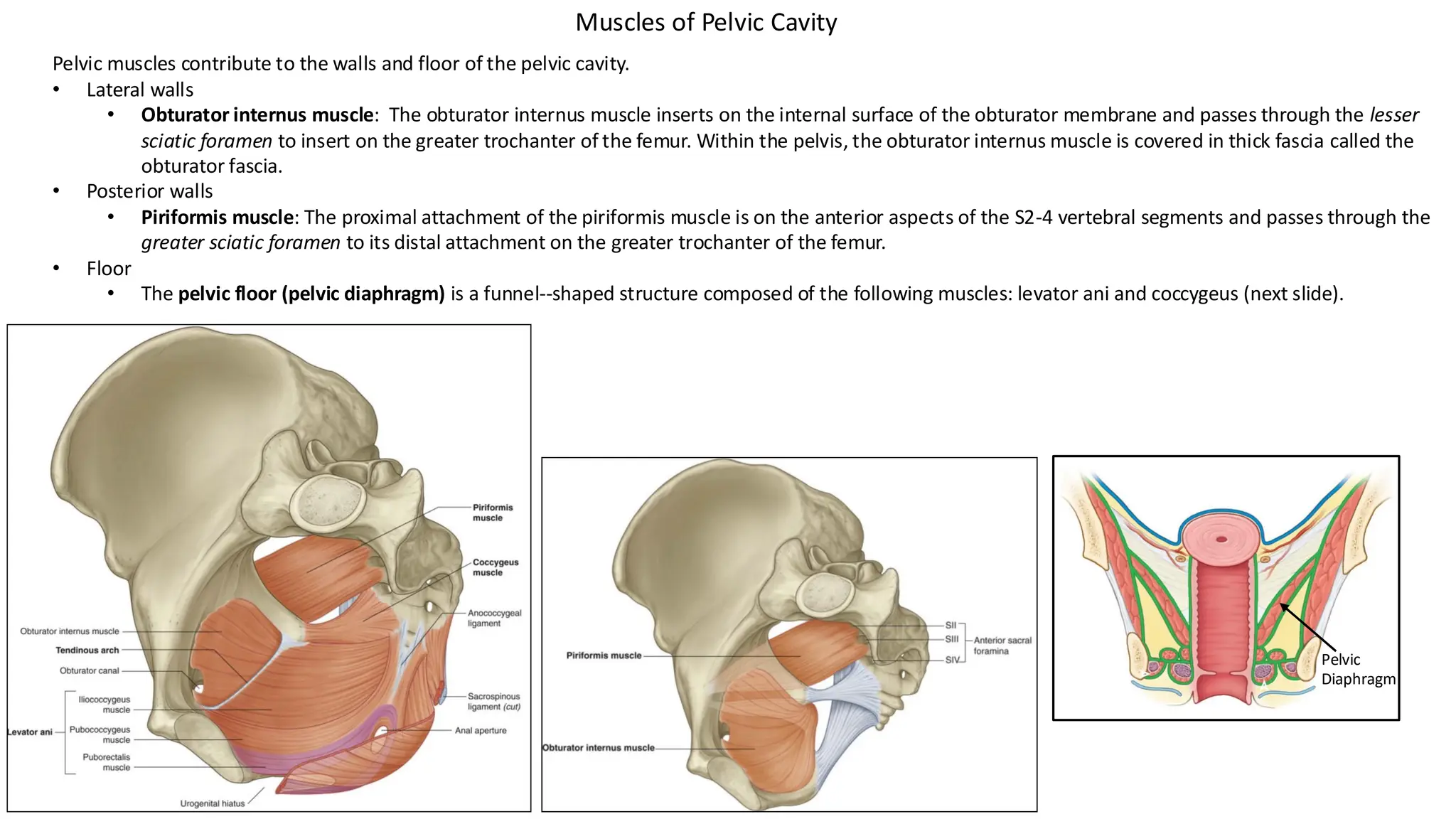 Handout Urogenital Muscle and Bones part 1 | PDF