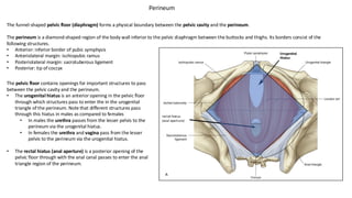 Handout Urogenital Muscle and Bones part 1 | PDF