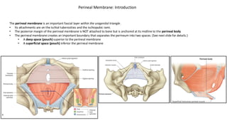 Handout Urogenital Muscle and Bones part 1 | PDF