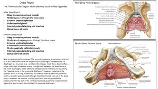 Handout Urogenital Muscle and Bones part 1 | PDF