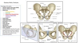 Handout Urogenital Muscle and Bones part 1 | PDF