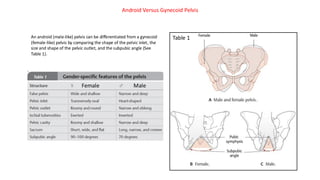 Handout Urogenital Muscle and Bones part 1 | PDF