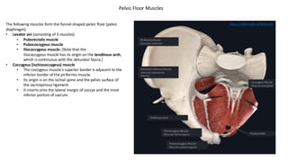 Handout Urogenital Muscle and Bones part 1 | PDF