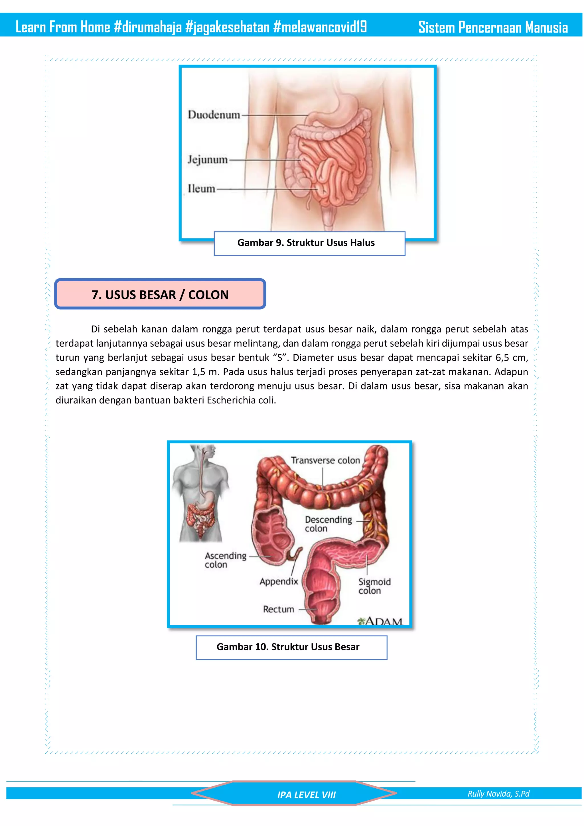 Bahan Ajar Sistem Pencernaan Pada Manusia (Organ Penyusun beserta Enzim Pencernaan) | PDF