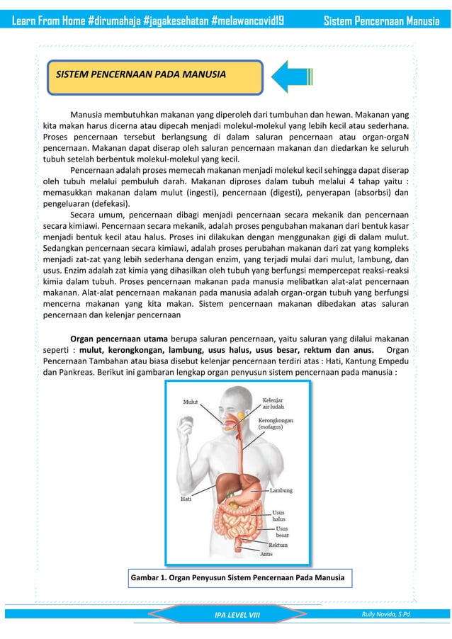 Bahan Ajar Sistem Pencernaan Pada Manusia (Organ Penyusun beserta Enzim ...