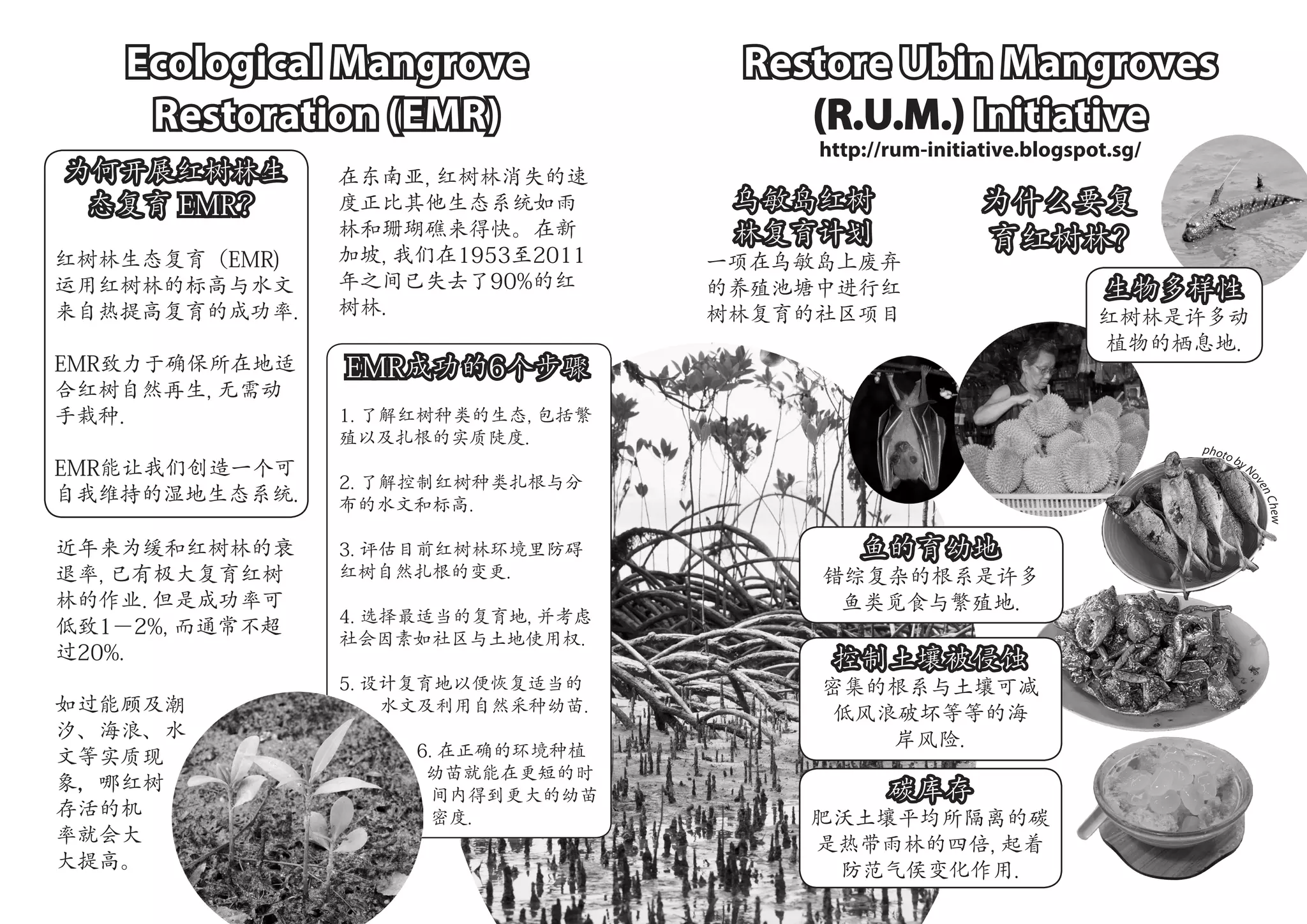 Restore Ubin Mangroves (R.U.M.) Initiative pamphlet (Chinese) | PDF