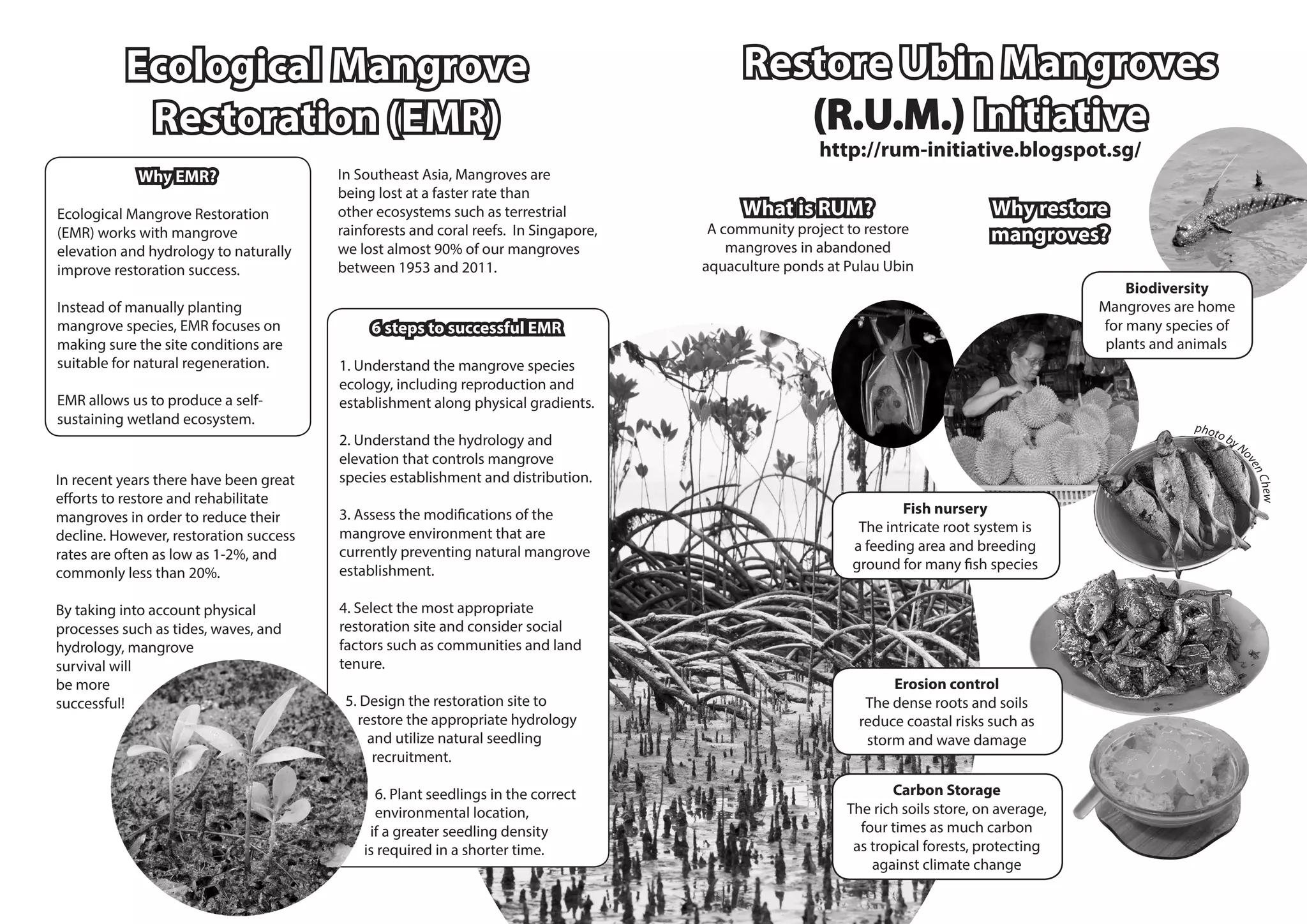 Restore Ubin Mangroves (R.U.M.) Initiative pamphlet (English) | PDF