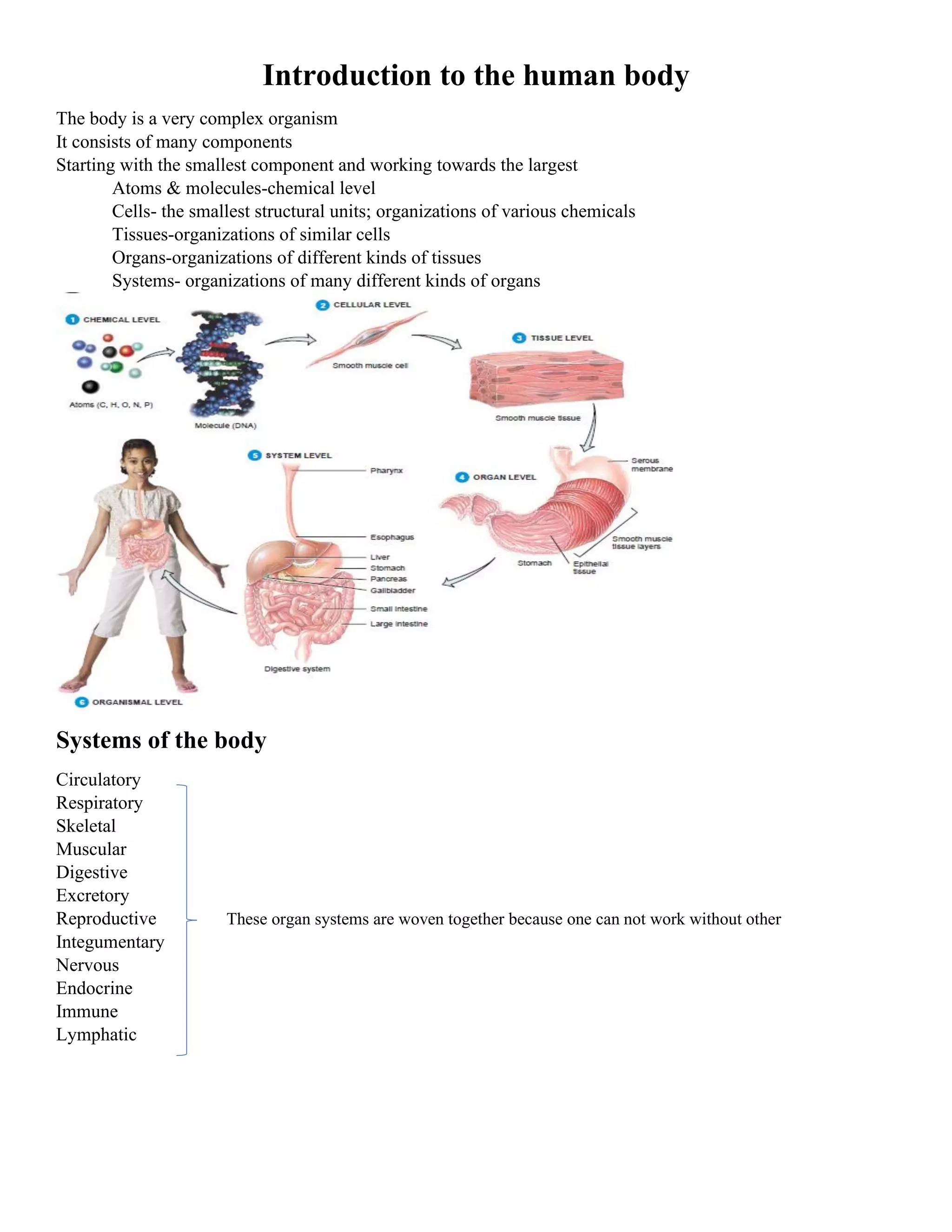 Introduction to the human body | PDF