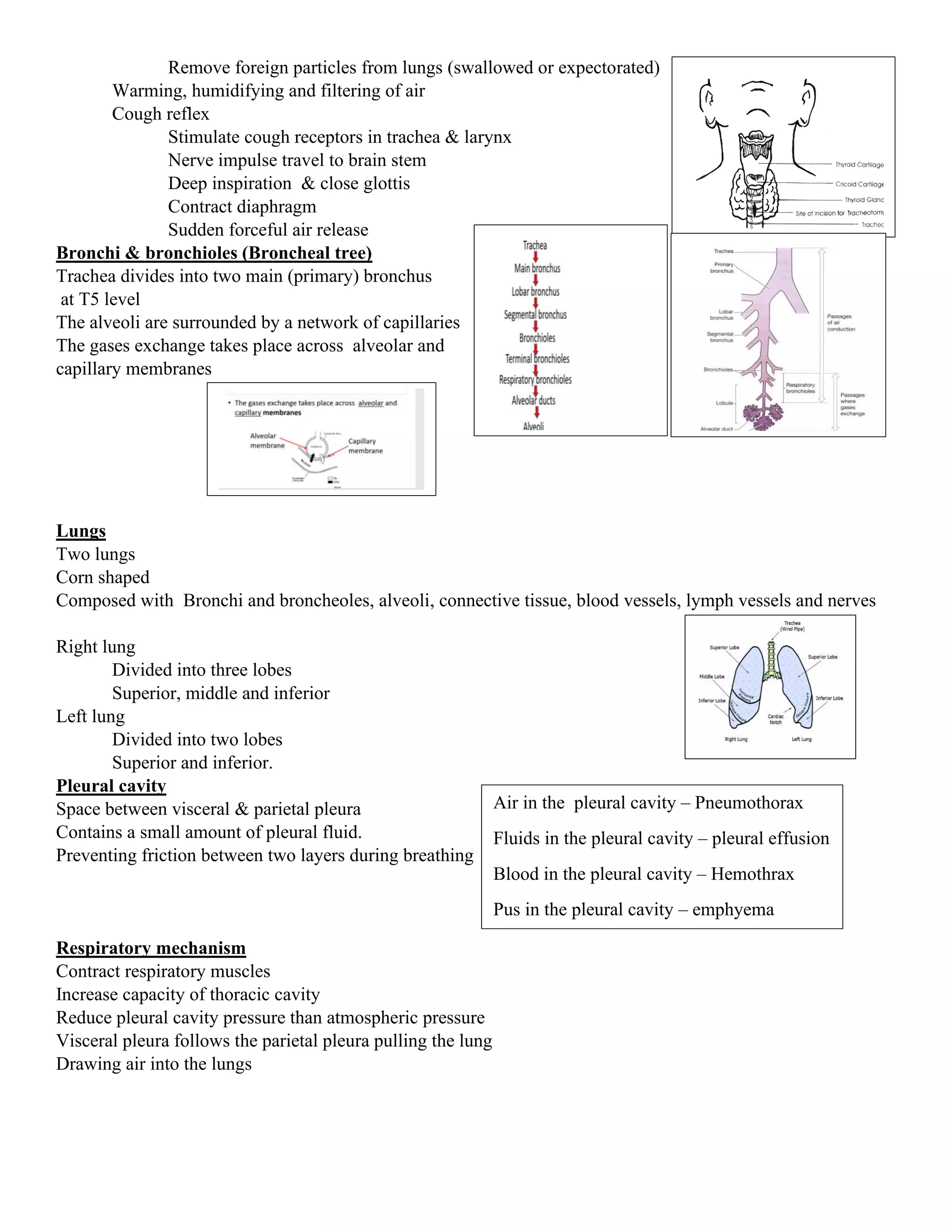 Introduction to the human body | PDF