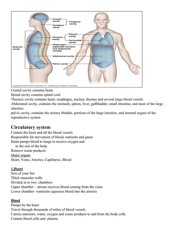 Introduction to the human body | PDF