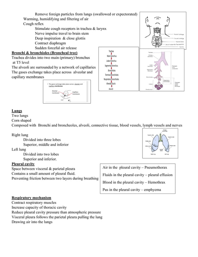 Introduction to the human body | PDF