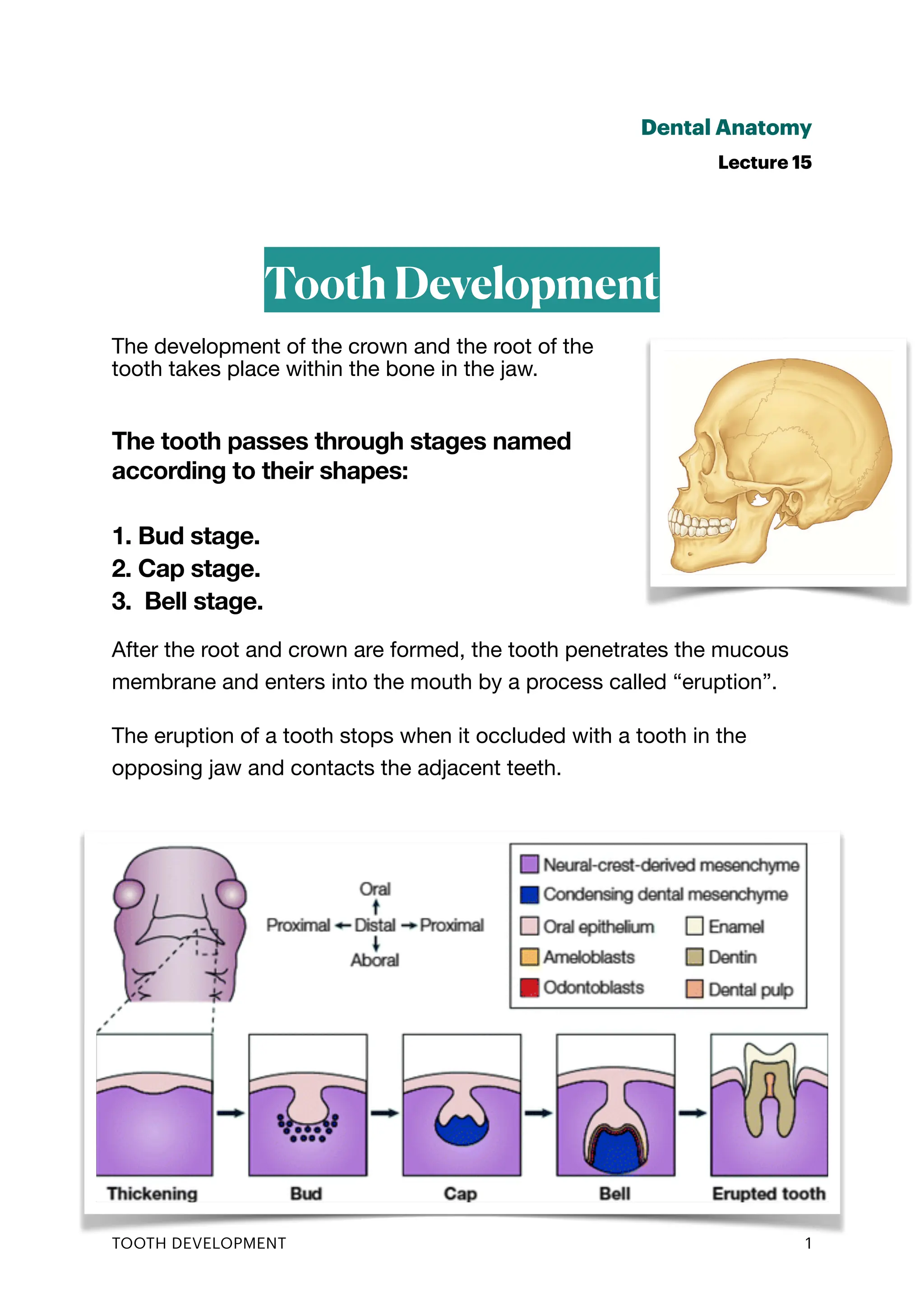 Handout, Lecture 15.pdf