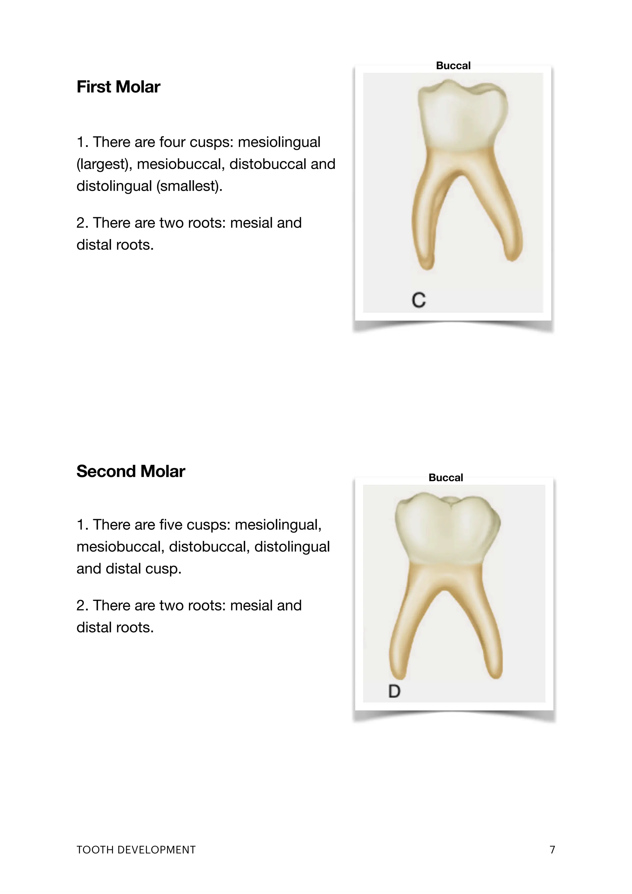 Handout, Lecture 15.pdf | Dental Health | Diseases and Conditions